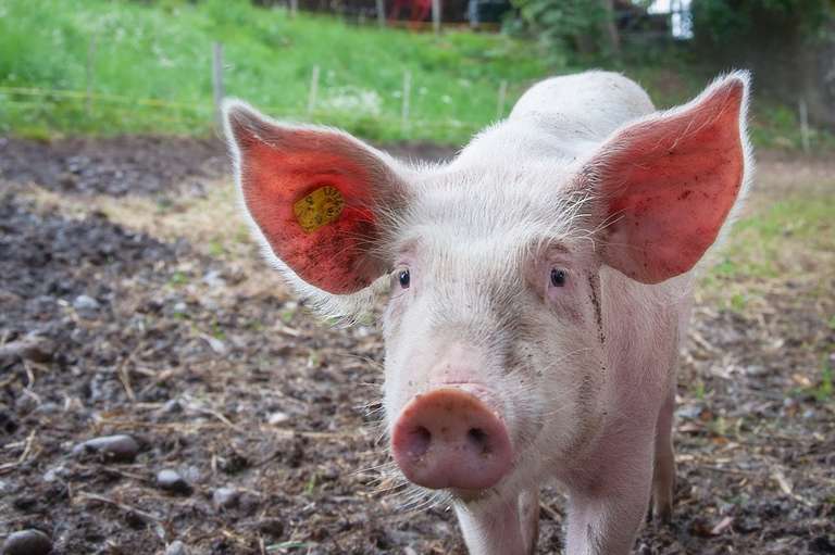 Animals You Might Find on a Modern Homestead - LittleHomeSteaders