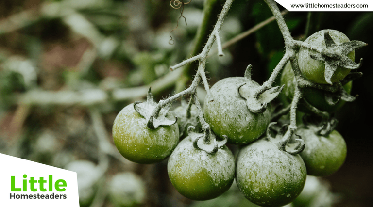 Growing Tomatoes in Cold Climates: Tips for Success - LittleHomeSteaders