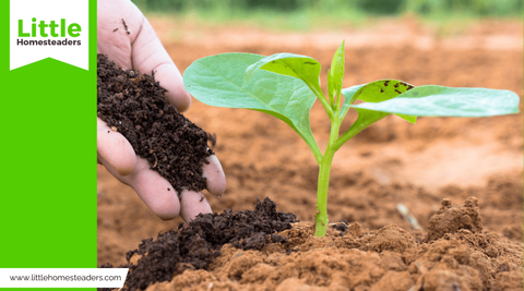 Organic vs. Inorganic Fertilizers: What’s the Difference and Which is ...