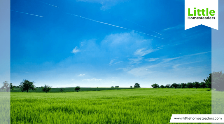 The Benefits of Letting Your Land Rest Every Seven Years ...