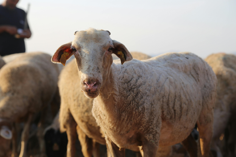 Shearing Sheep on the Homestead: Preparation and Wool Use - LittleHomeSteaders