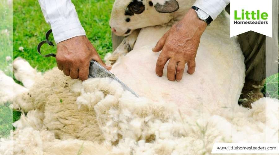 Shearing Sheep on the Homestead: Preparation and Wool Use ...