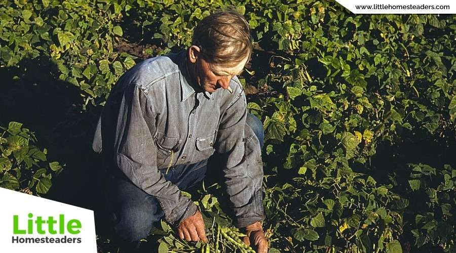 A Brief History of American Homesteading - LittleHomeSteaders